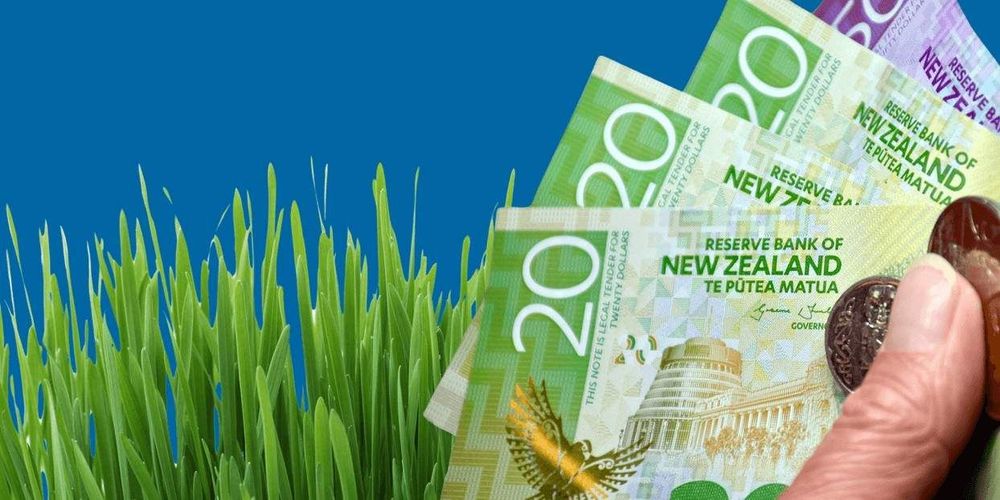 How Much Does It Cost to Lay Ready Lawn in New Zealand? 2025 Pricing Guide